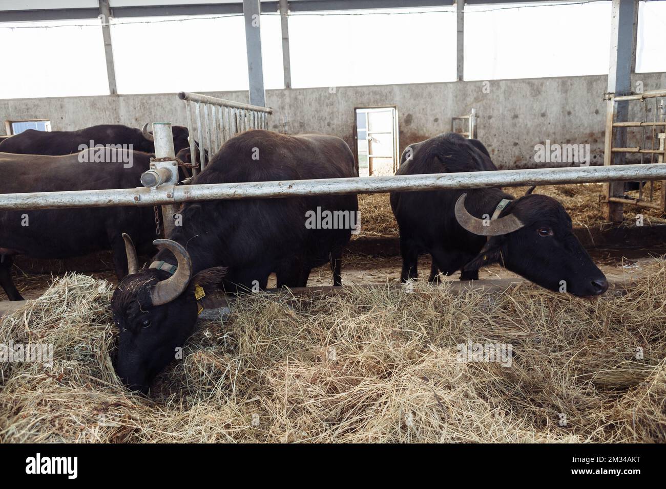 the buffaloes in the pen stuck out their heads to graze. Agriculture ...