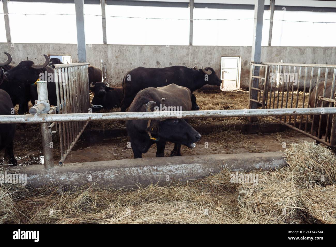 the buffaloes in the pen stuck out their heads to graze. Agriculture ...