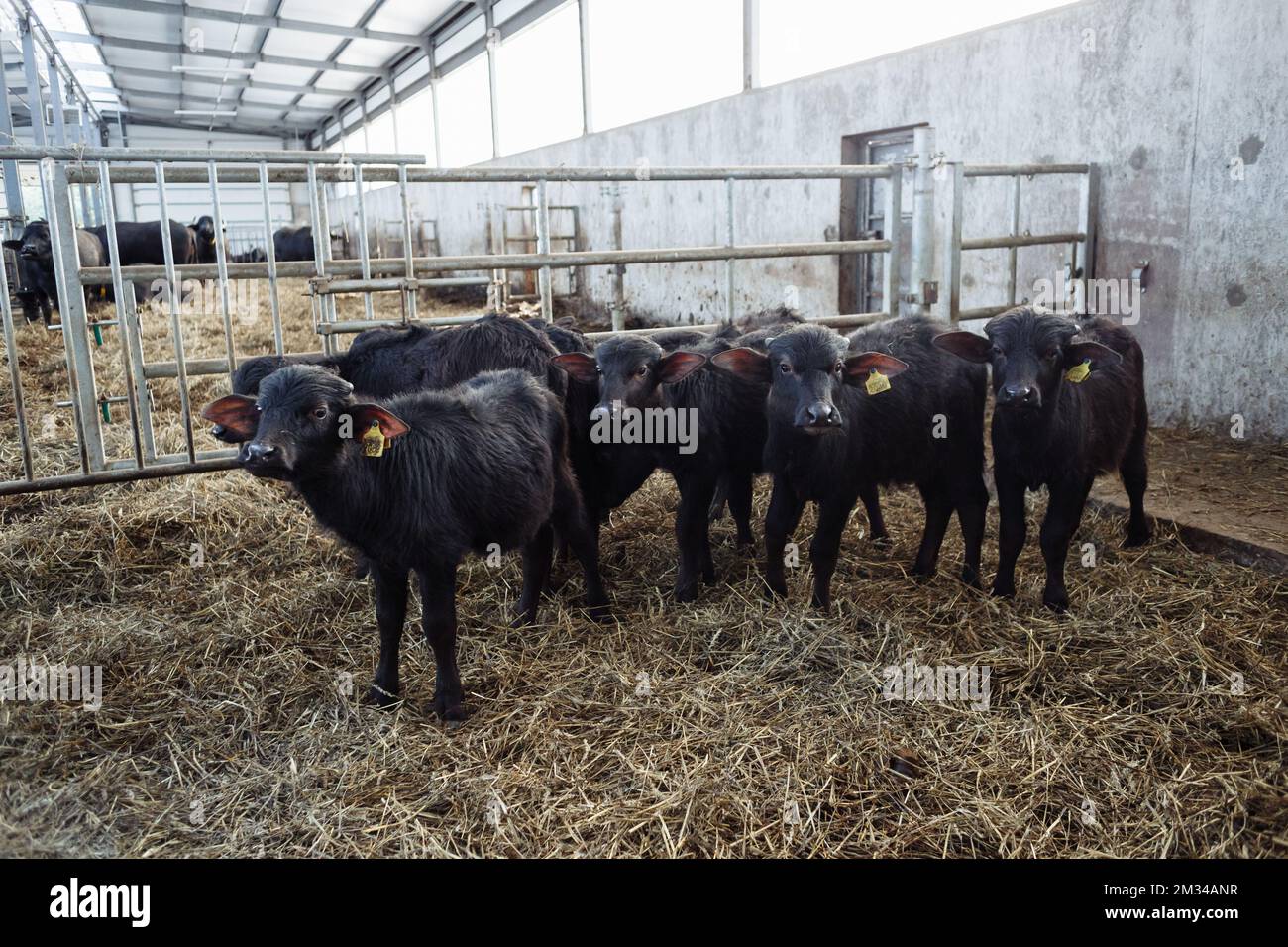 the buffaloes in the pen stuck out their heads to graze. Agriculture ...