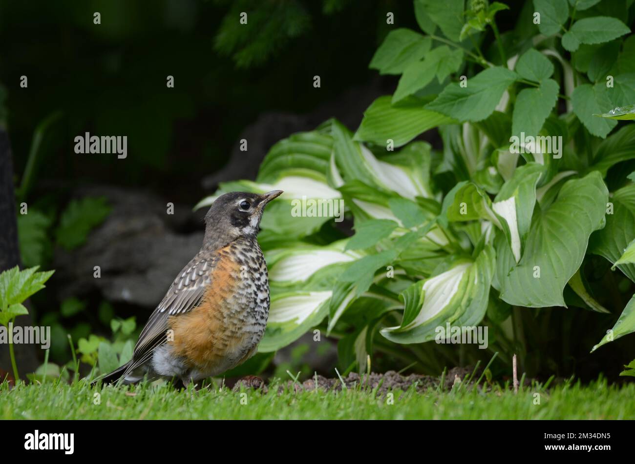 Oiseau merle hi-res stock photography and images - Alamy