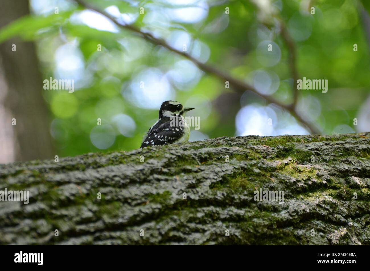 Chevelu hi-res stock photography and images - Alamy
