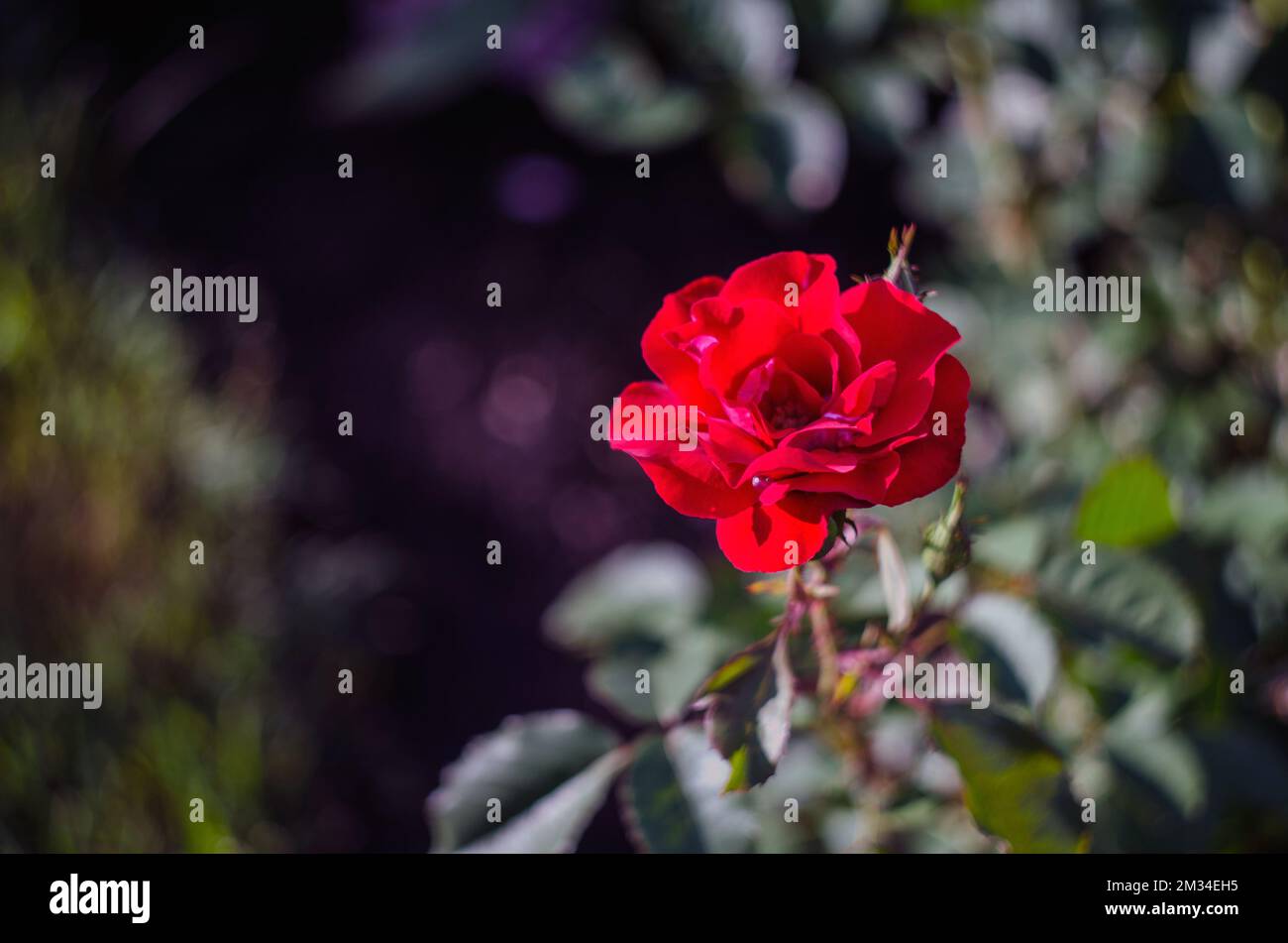 Fleur parterre hi-res stock photography and images - Alamy