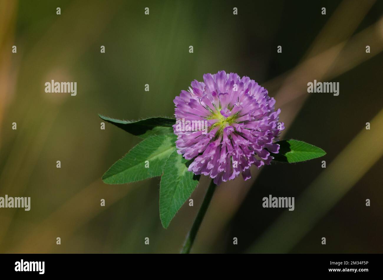 Trèfle rose hi-res stock photography and images - Alamy