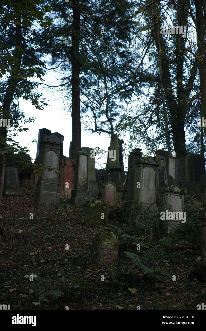 Conifer historical hi-res stock photography and images - Alamy