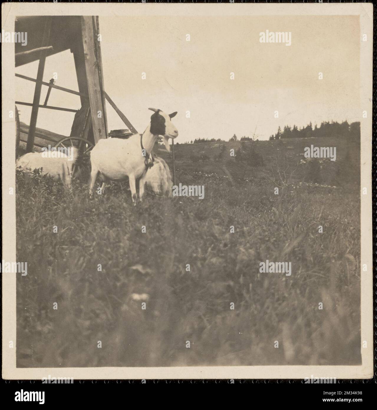 Goats animals hi-res stock photography and images - Alamy