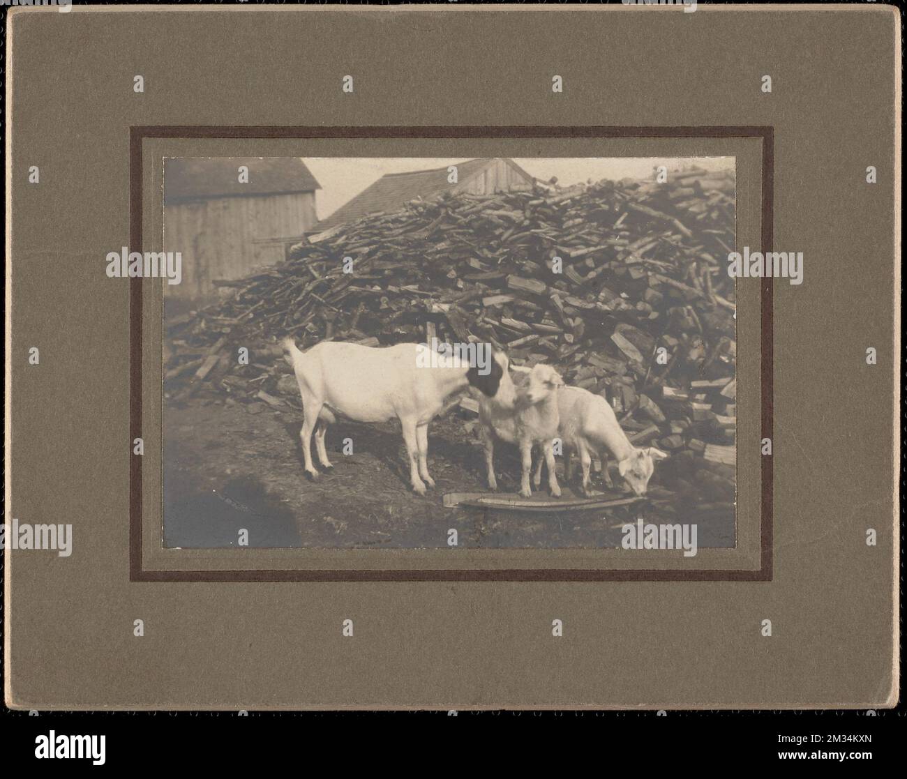 Farm animals goats on hi-res stock photography and images - Alamy