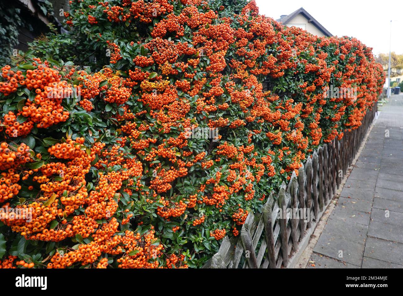 Hecke aus Mittelmeer-Feuerdorn (Pyracantha coccinea) oder Europäischer ...