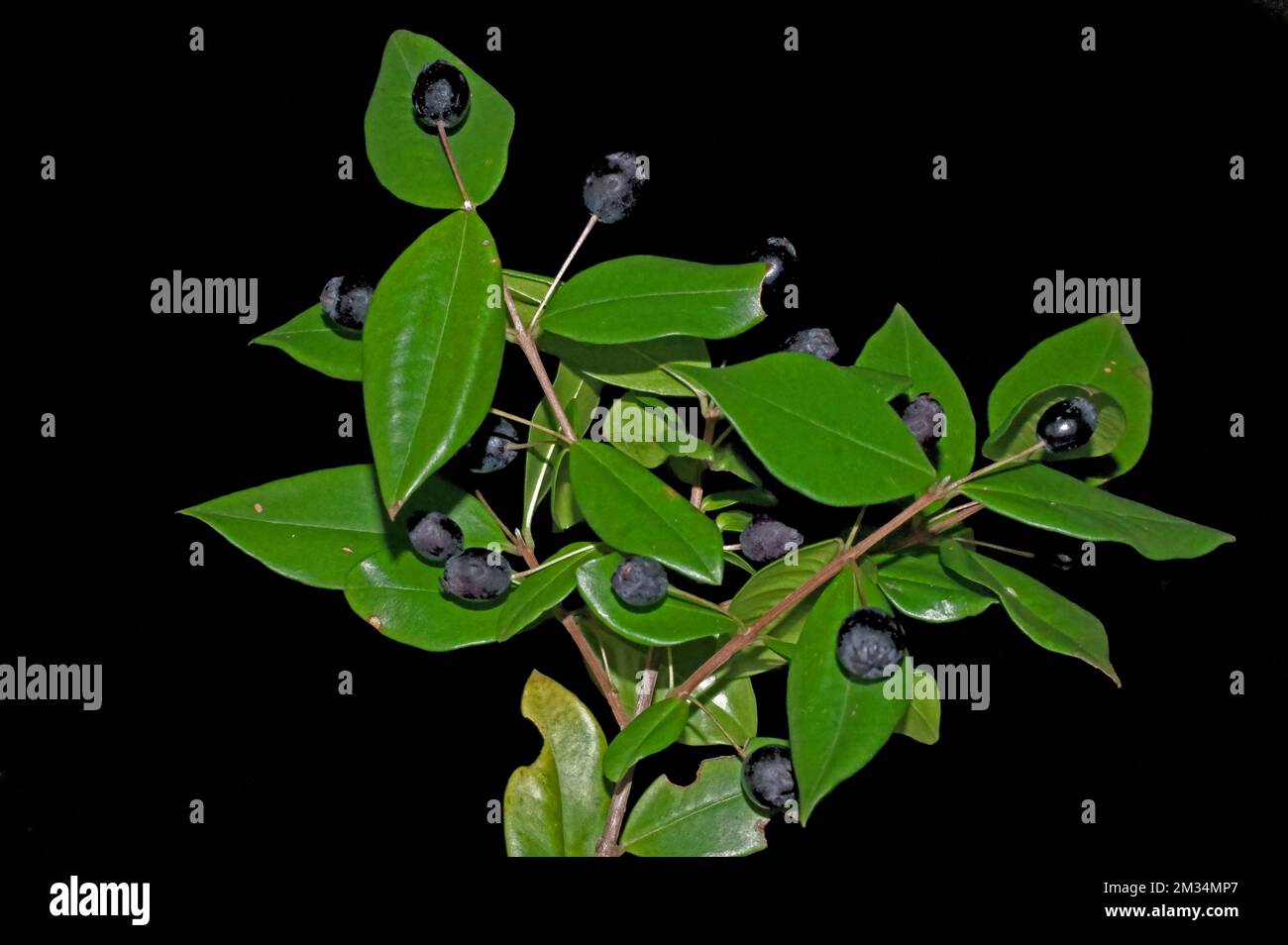 Myrtus communis berries hi-res stock photography and images - Alamy