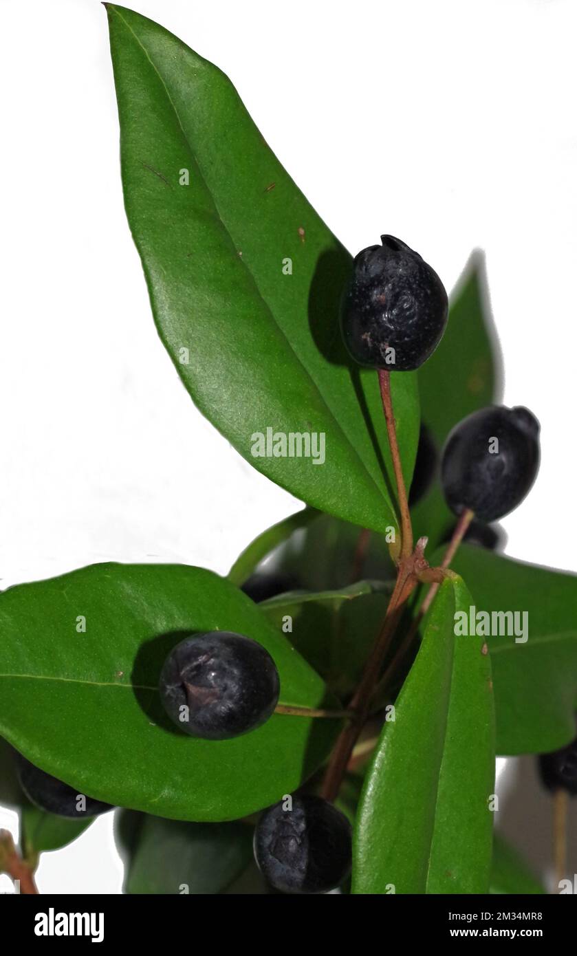 Myrtle berries close-up Stock Photo - Alamy