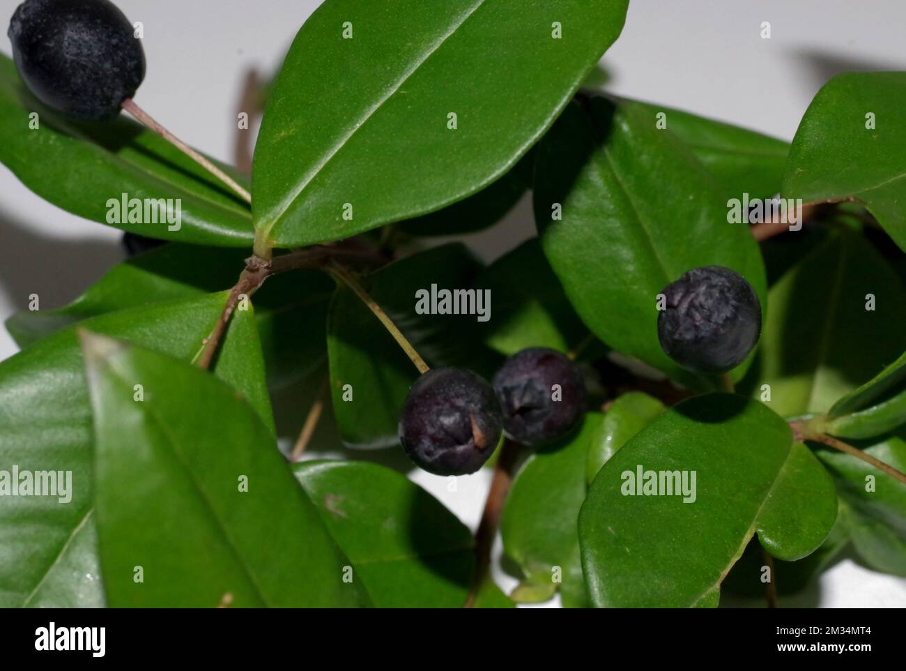 Myrtle berries close-up Stock Photo - Alamy