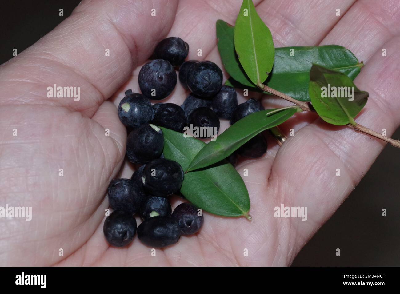 Myrtle berries close-up Stock Photo - Alamy
