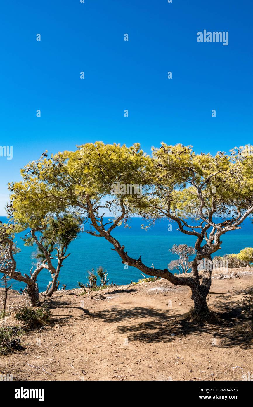 A vertical shot of a green tree growing on the coast of Korbous ...