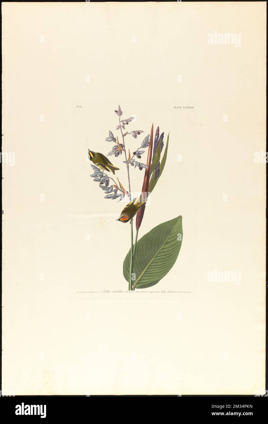 Golden crested-wren : Regulus cristatus, Vieill. Male, 1. Female, 2 ...