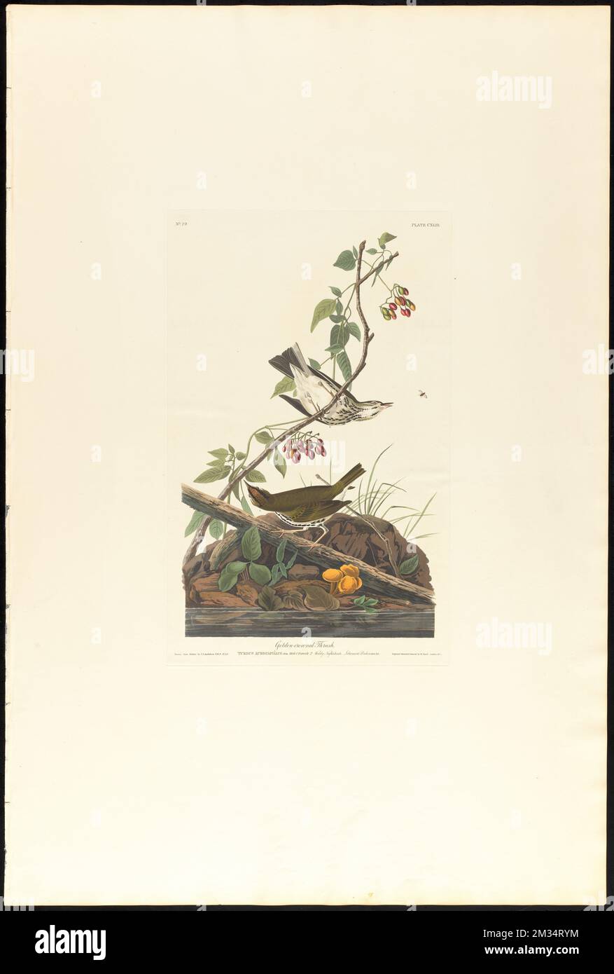 Golden-crowned thrush : Turdus aurocapillus, Wils. Male, 1. Female, 2 ...