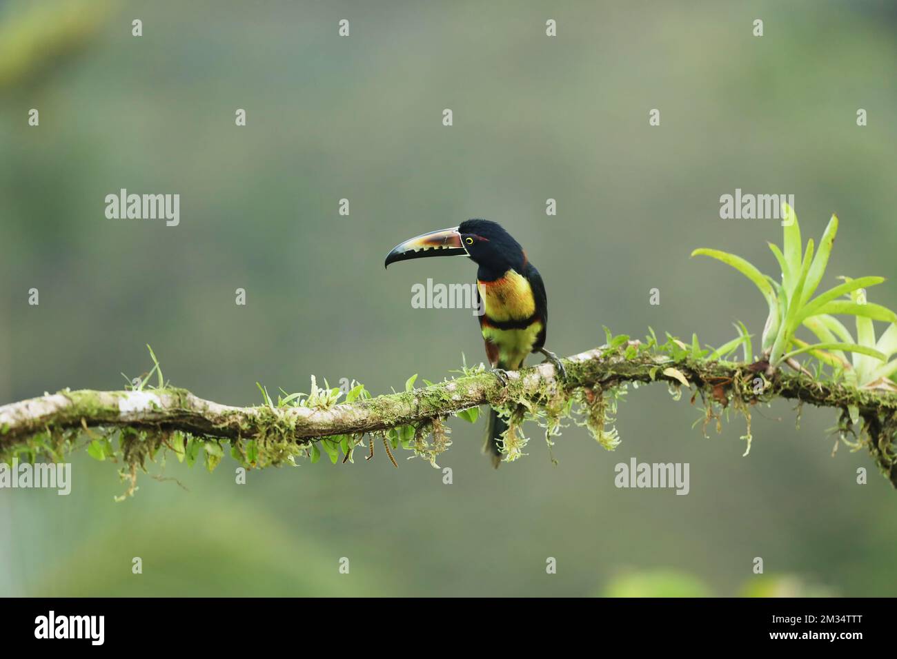 Collared Aracari, Pteroglossus torquatus, bird with big bill. Toucan ...