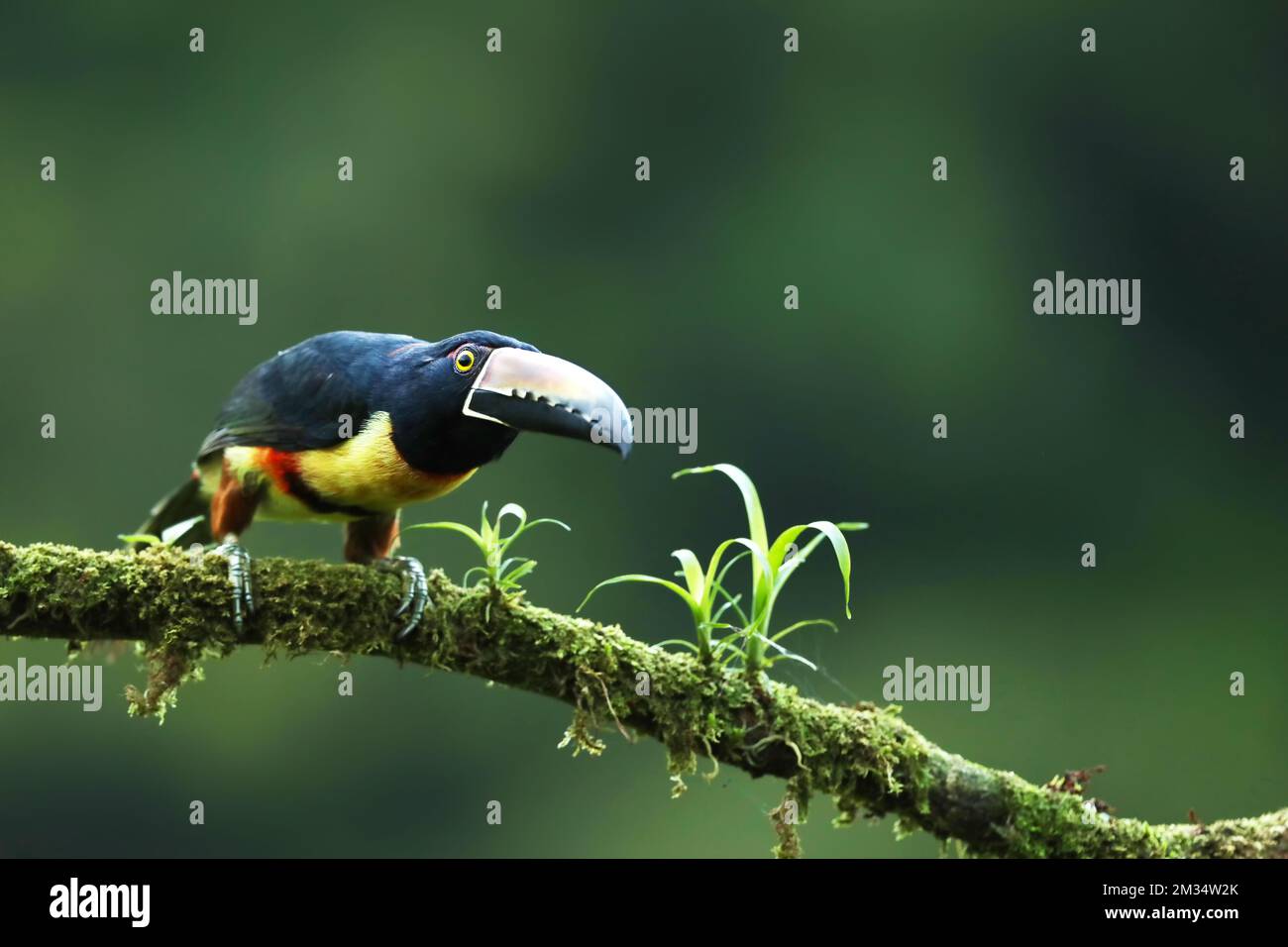 Collared Aracari, Pteroglossus torquatus, bird with big bill. Toucan ...