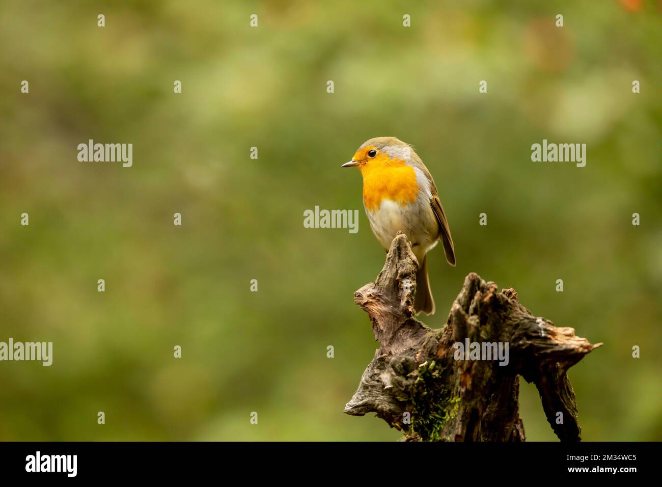 European Robin, Erithacus rubecula, passerine bird in the nature ...