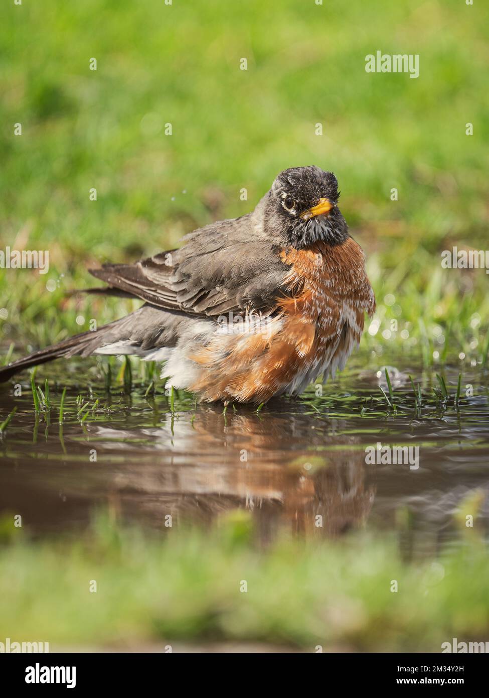 Robin near pond hi-res stock photography and images - Alamy