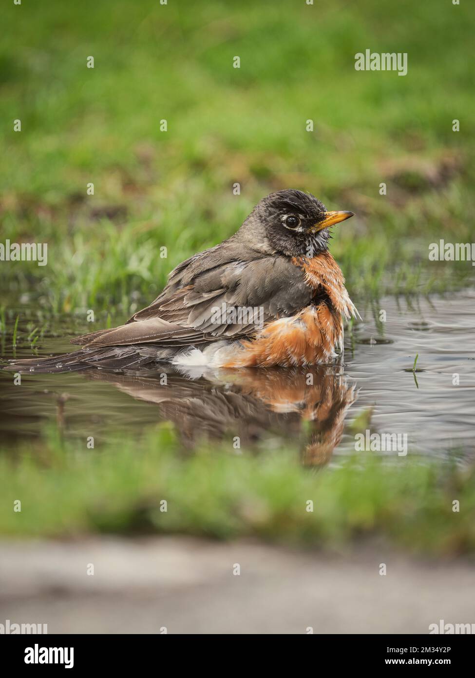 Robin near pond hi-res stock photography and images - Alamy