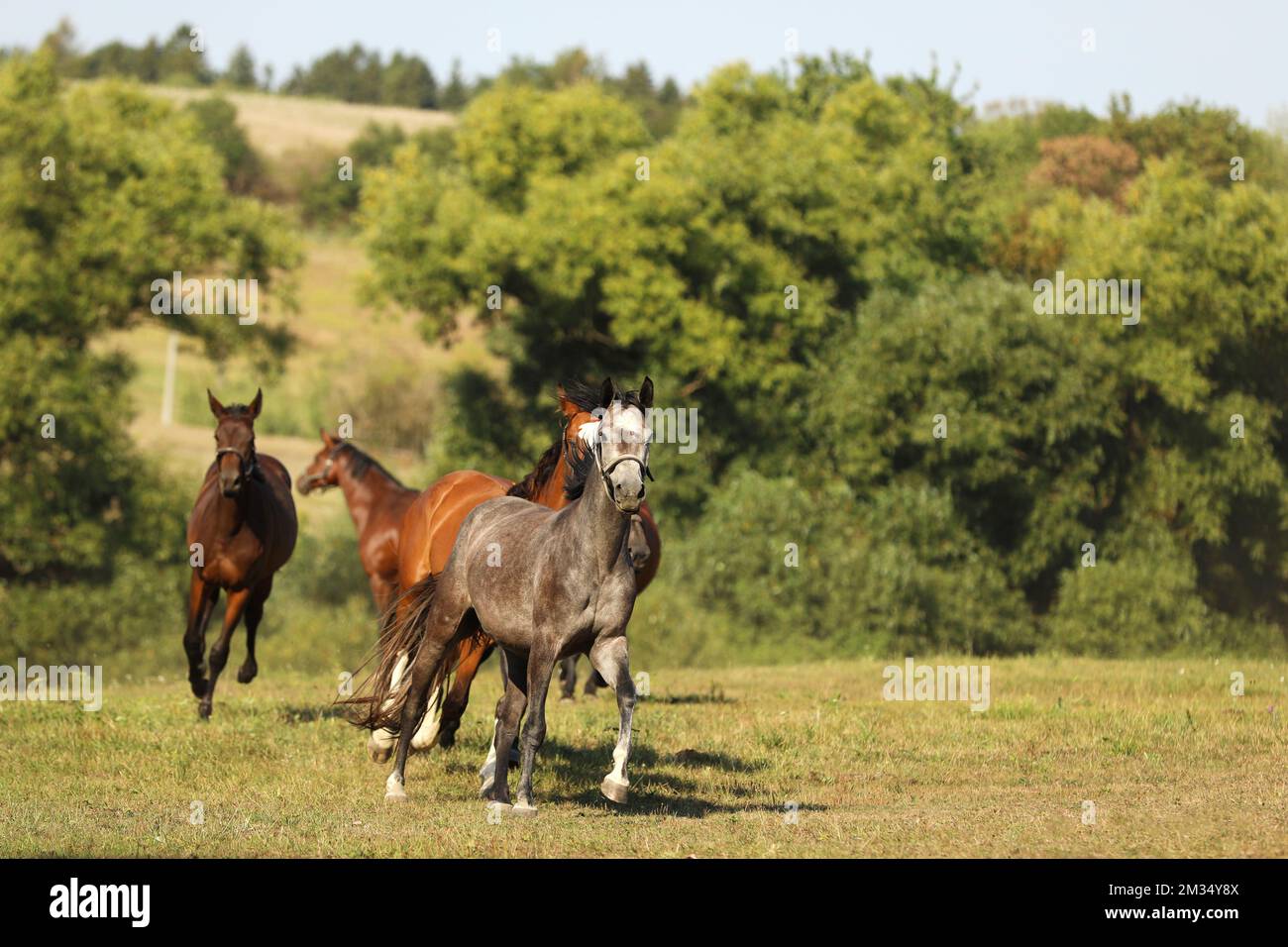 Breeding mares hi-res stock photography and images - Alamy