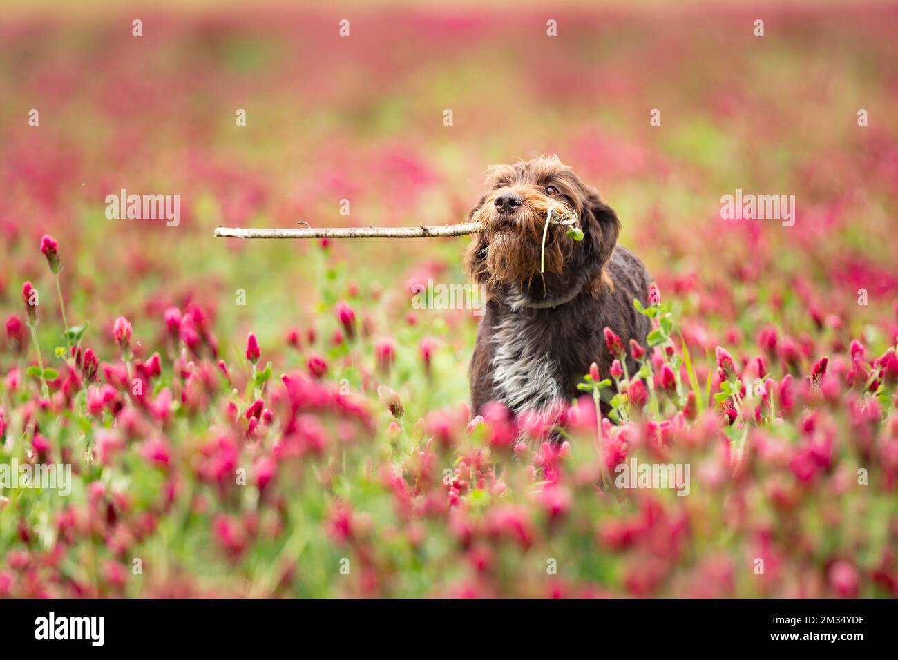 Rough-coated Bohemian Pointer is breed of versatile dog. Dog play in ...