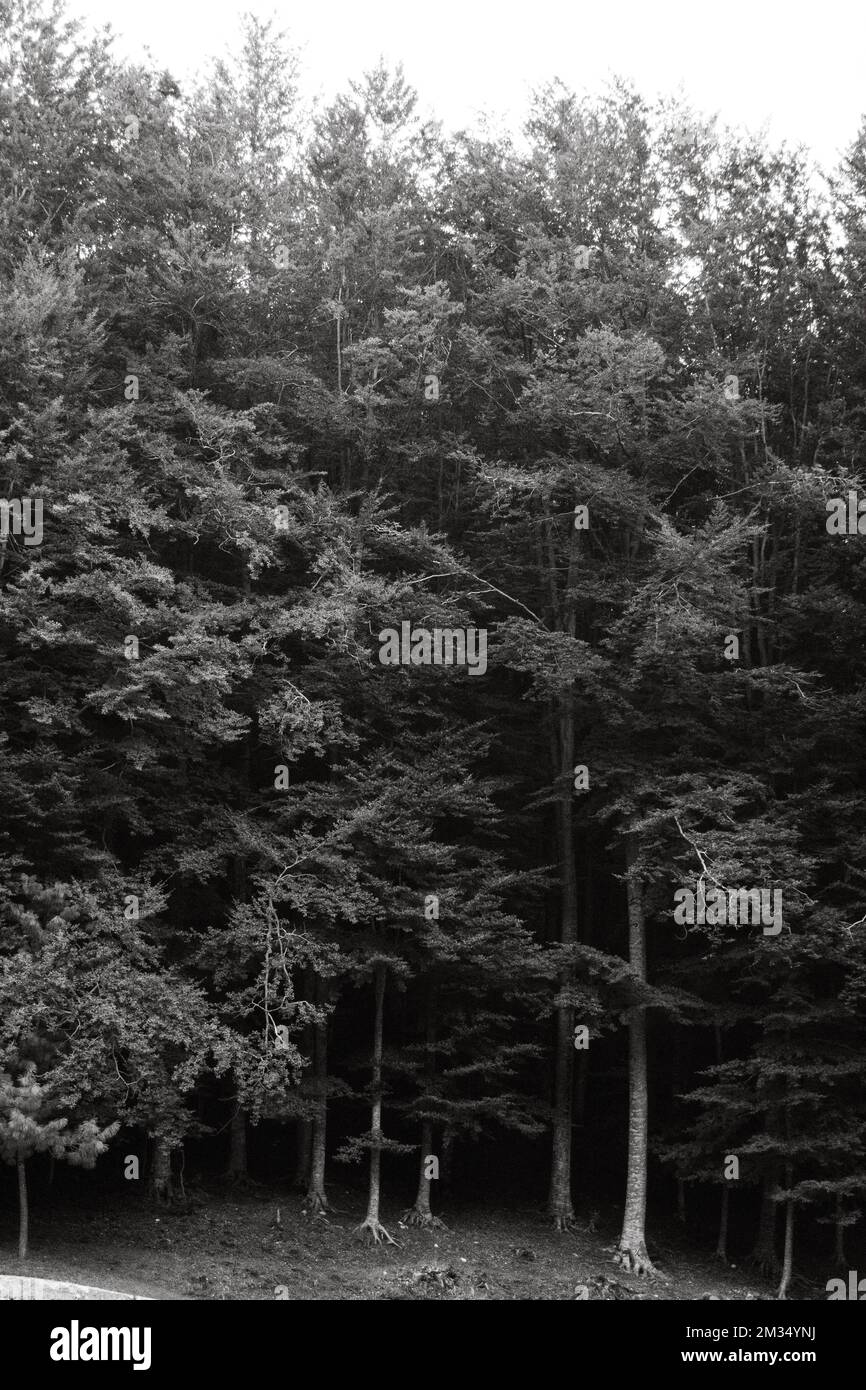 A grayscale of high green trees in the dense forest Stock Photo - Alamy