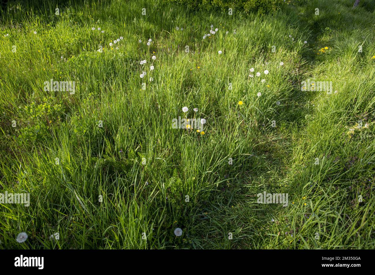 Illustration picture shows the grass lawn in a garden in Sint-Maria ...
