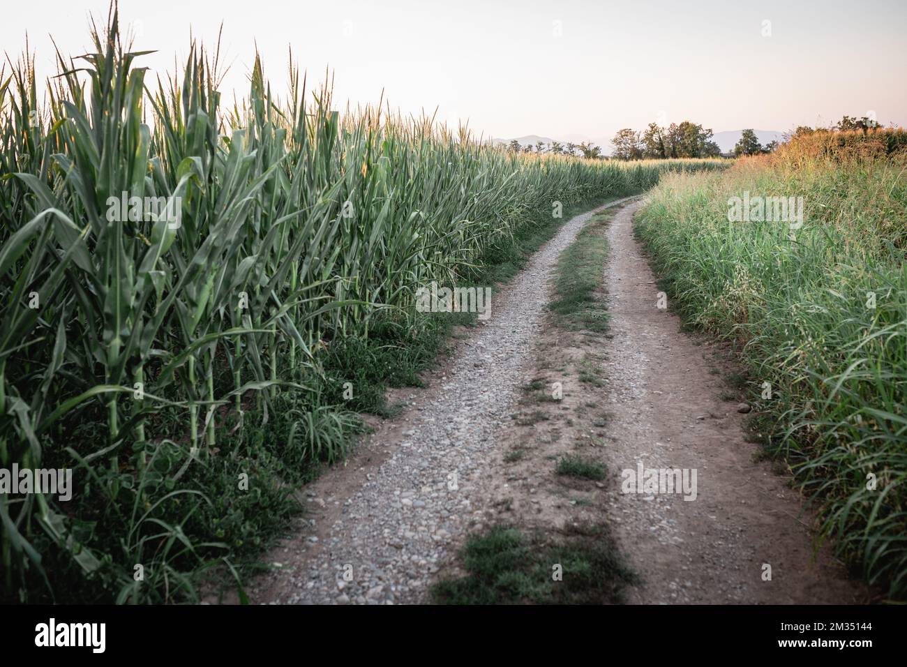 small road between corn fields in italy Stock Photo - Alamy