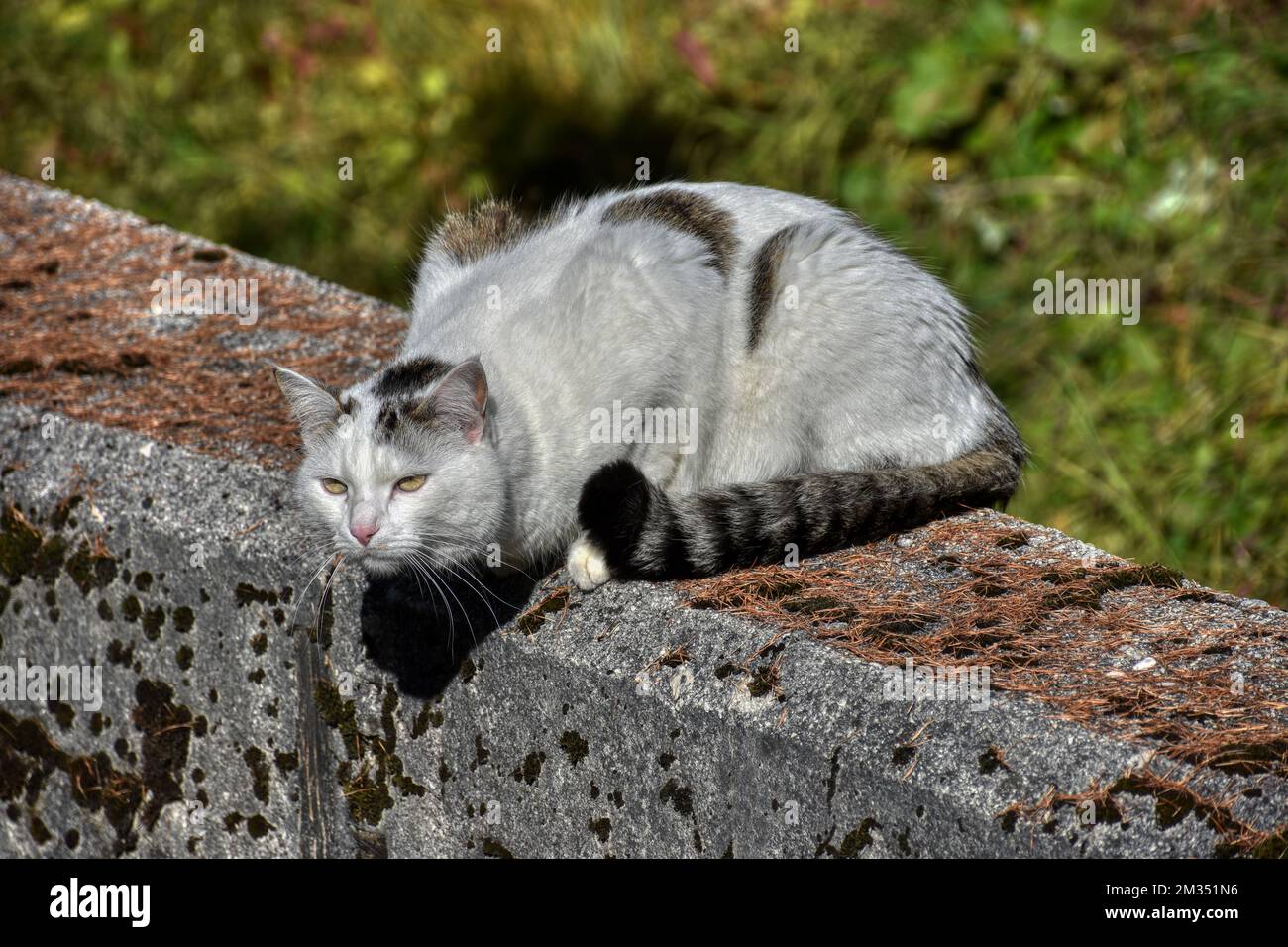 Jagdimpuls hi-res stock photography and images - Alamy
