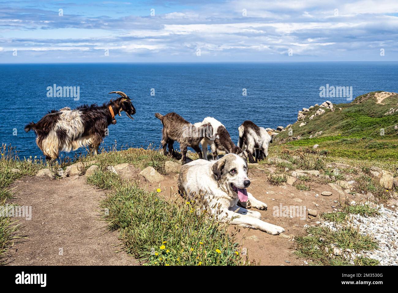 Goat farming on cliffs hi-res stock photography and images - Alamy