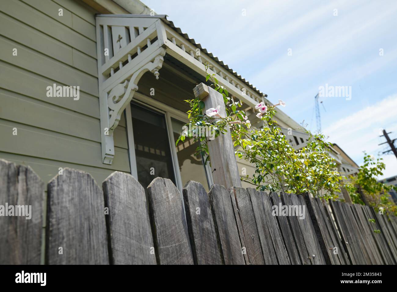 A close-up shot of Bower plant shrubs growing on an old balcony Stock ...