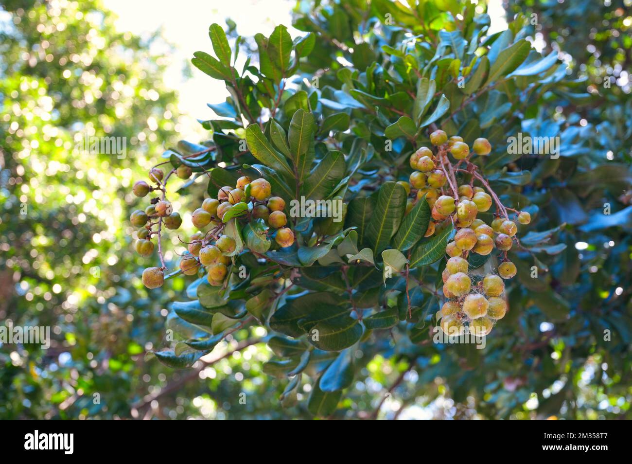 Vitellaria hi-res stock photography and images - Alamy