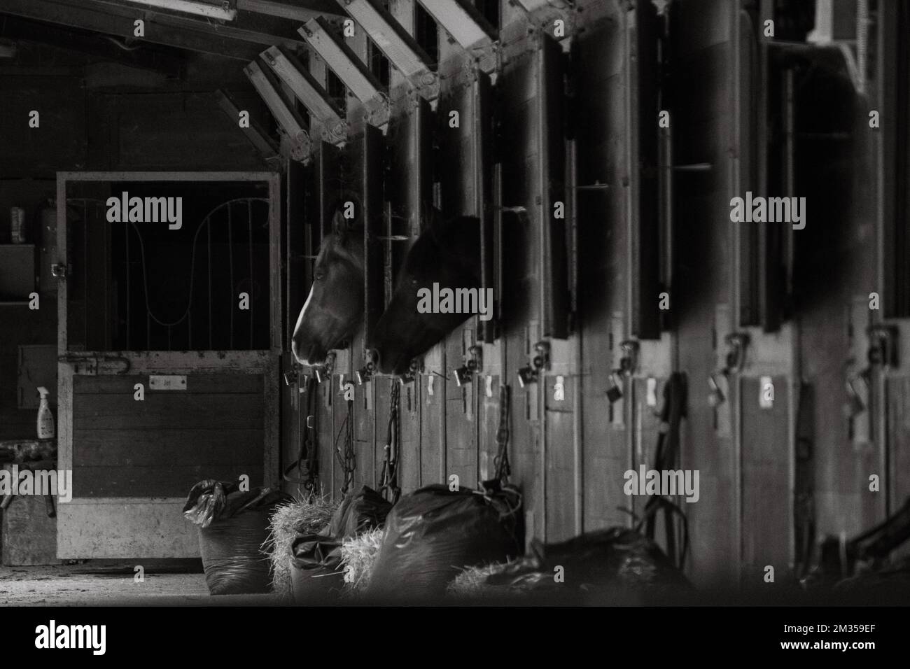 A grayscale shot of the clean stables of an equestrian farm with horses ...