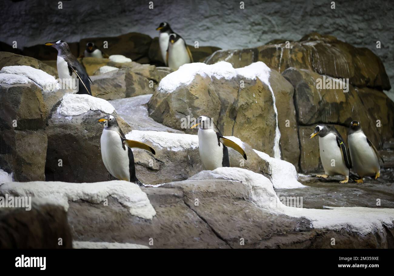 Illustration picture shows a visit to the penguin cave at animal park ...