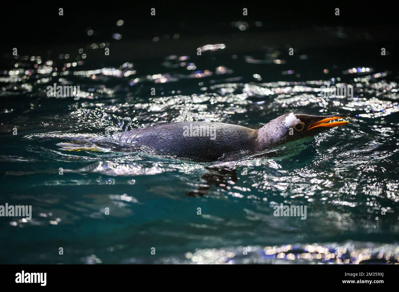 Illustration picture shows a visit to the penguin cave at animal park ...