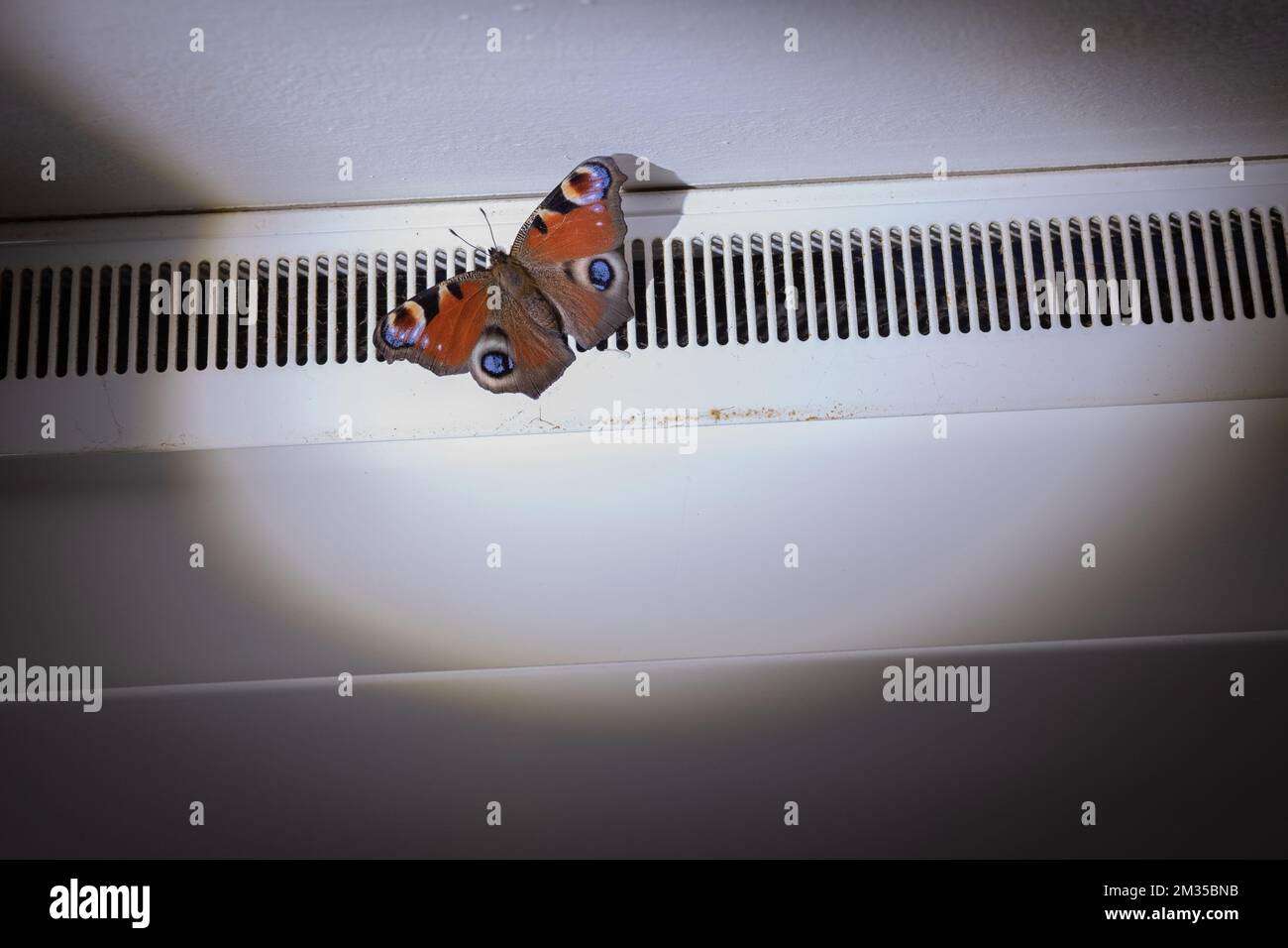 Insect in a dark room hi-res stock photography and images - Alamy