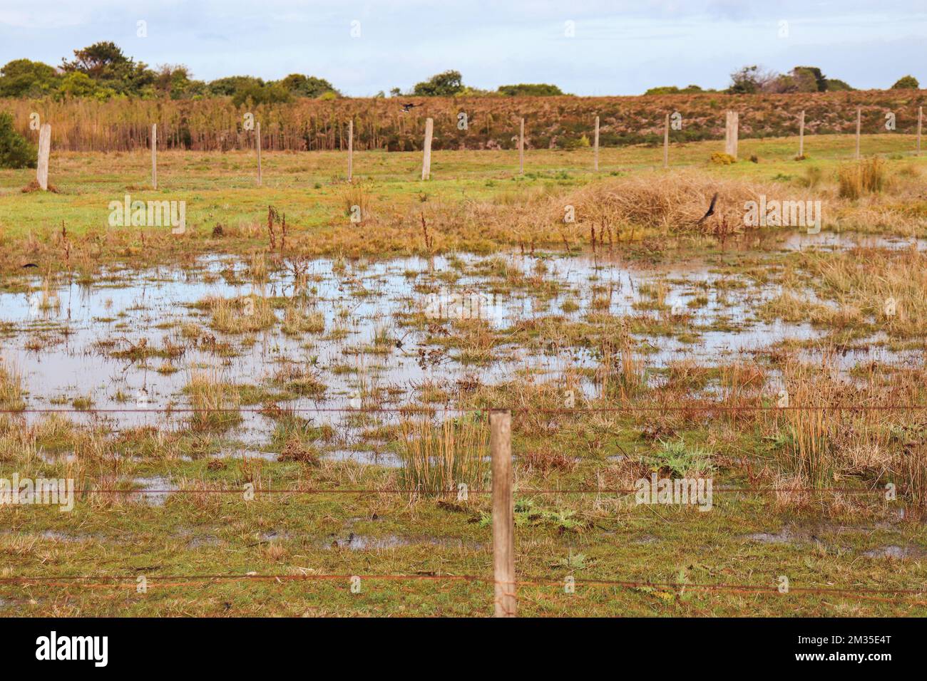 A greenery field with puddle Stock Photo - Alamy