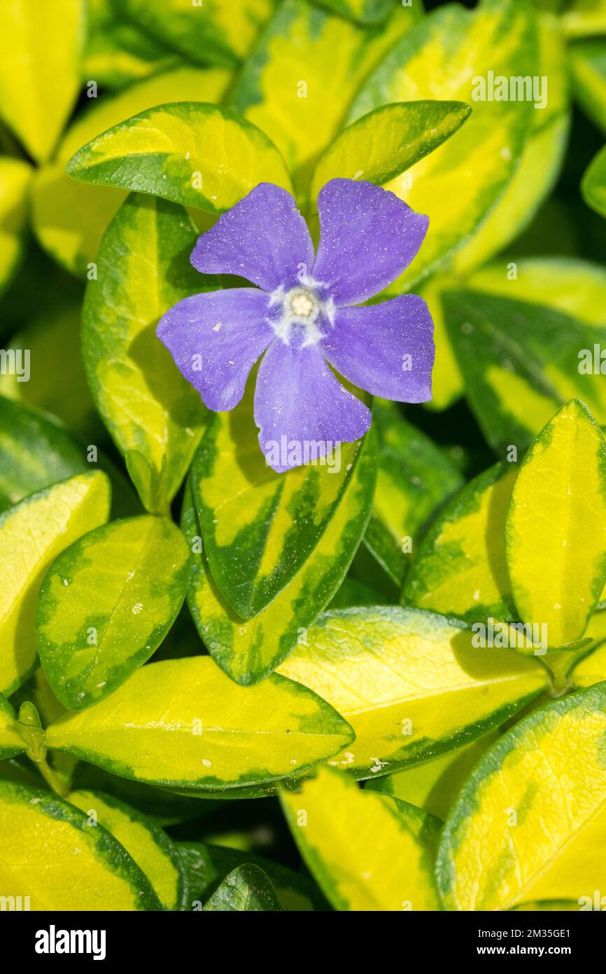 Long-lived, Lesser Periwinkle, Vinca minor Imagine, Single, Flower ...