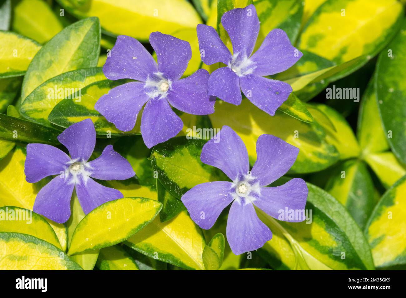 Lesser Periwinkle, Vinca minor "Imagine", Blue, Blooms Stock Photo - Alamy