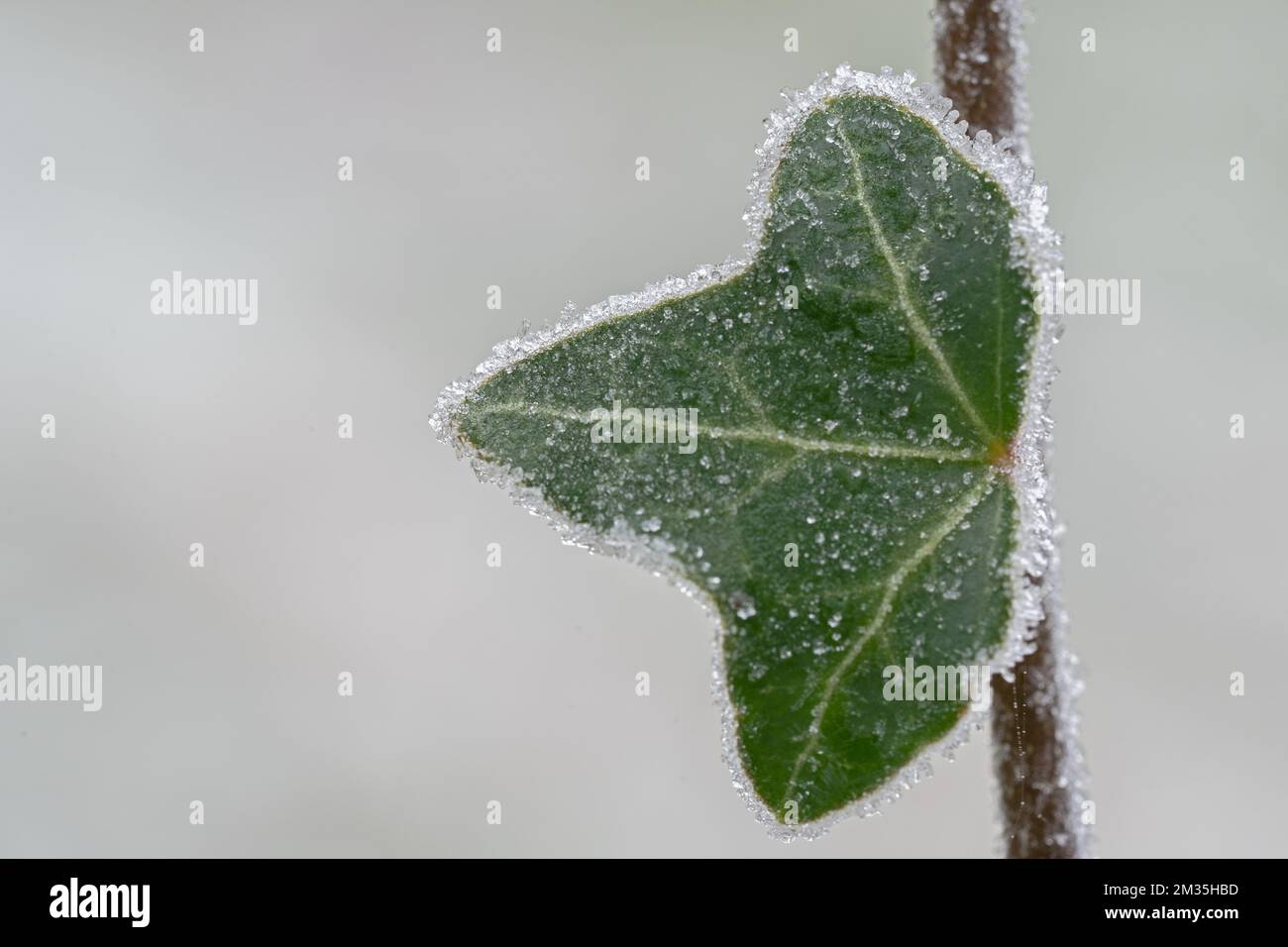 Frosty ivy leaf in Southampton Old Cemetery Stock Photo - Alamy