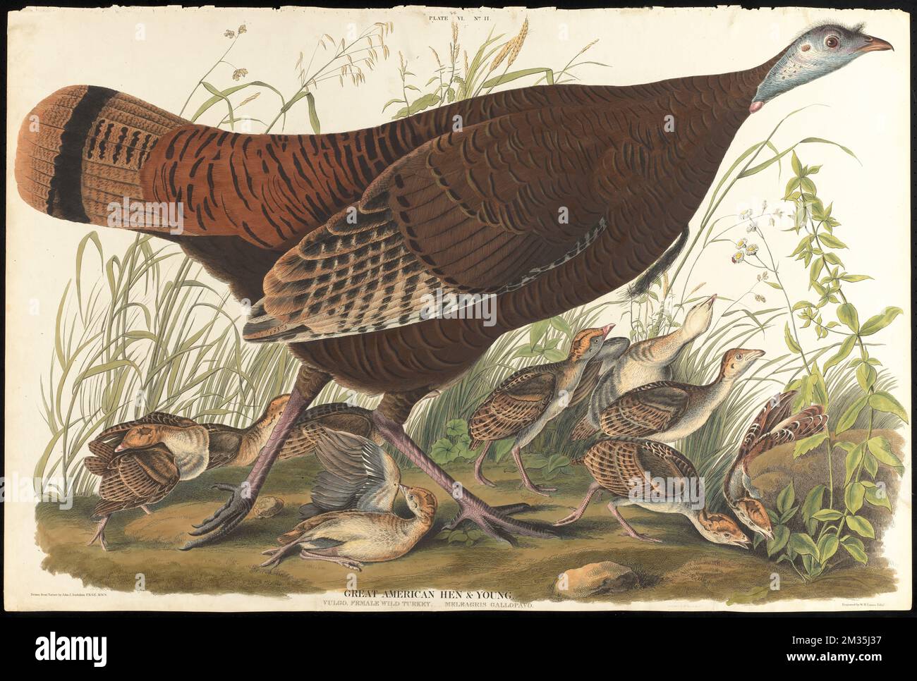Great American hen & young : Vulgo. Female wild turkey. Meleagris ...