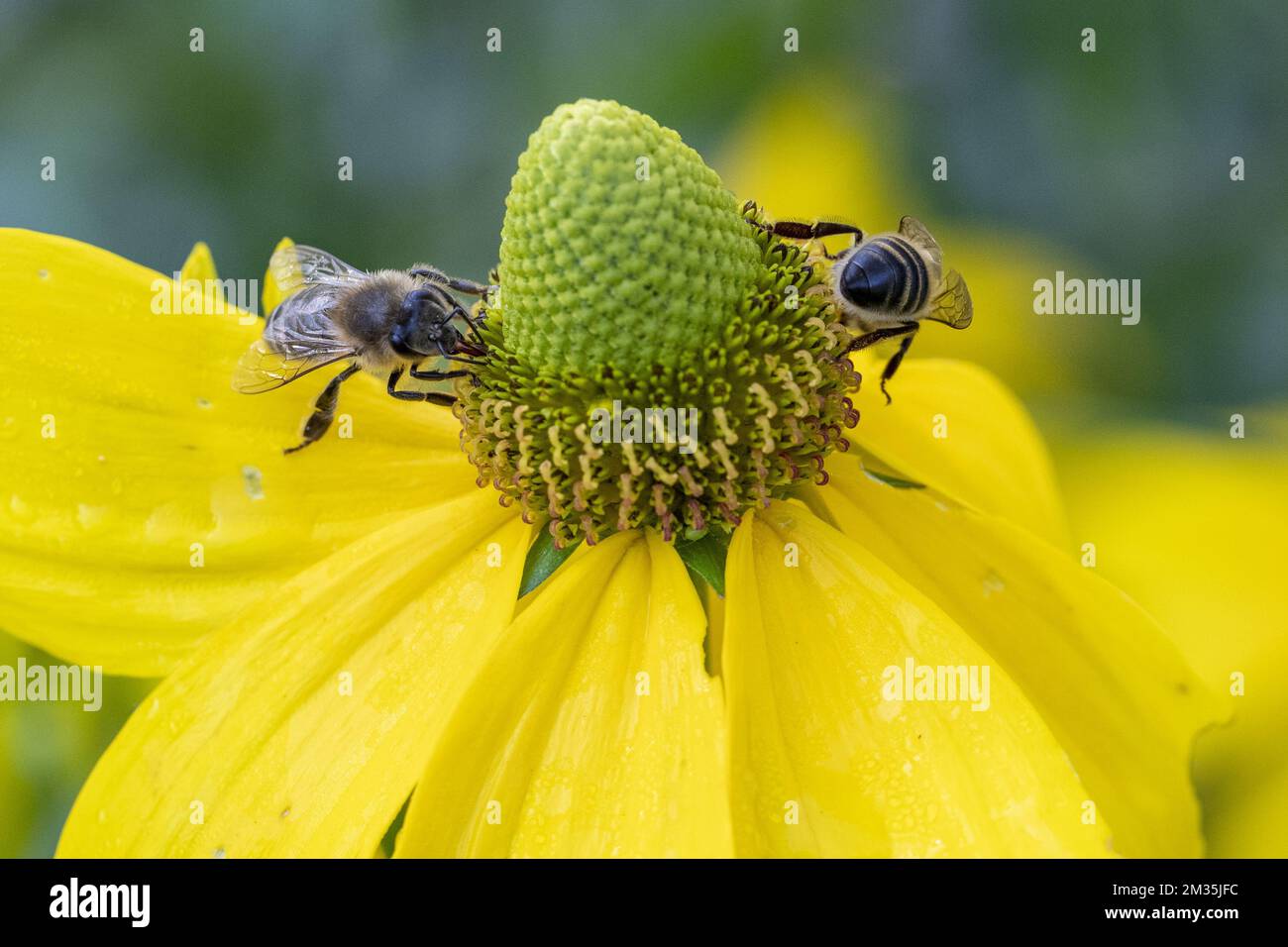 Illustration picture shows a honey bee in a garden in Lierde, Saturday ...