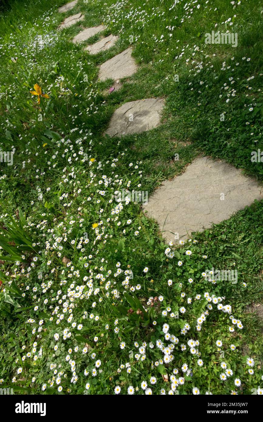 Spring, Garden, Lawn, Blooming, Daisies, Path, Stepping, Stones Stock ...