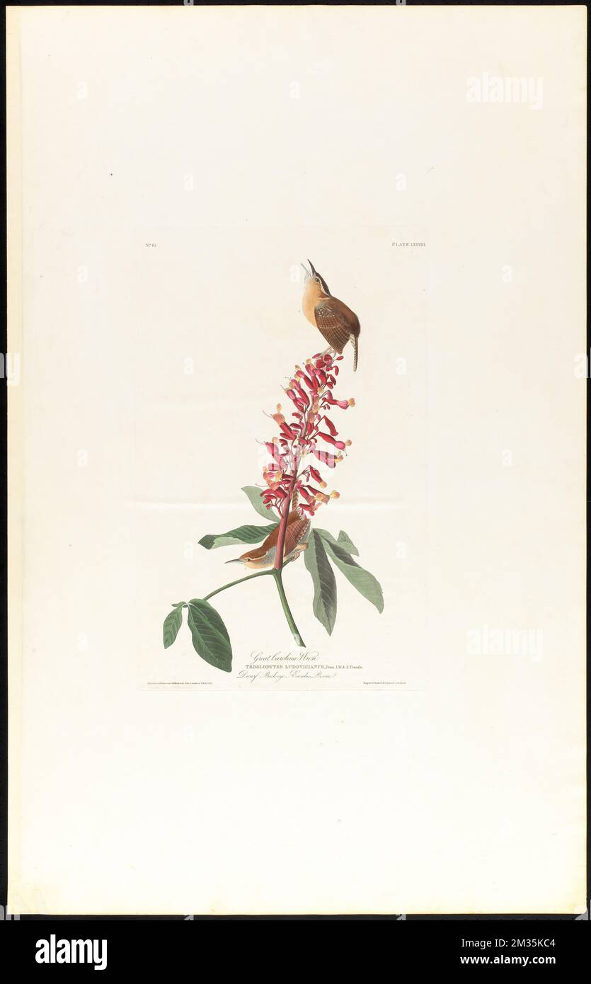 Great carolina wren dwarf buck eye hi-res stock photography and images ...