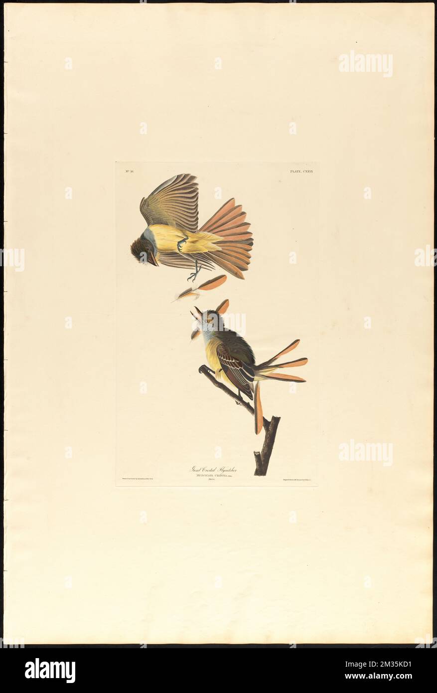 Great crested flycatcher : Muscicapa crinita, Linn. Males. c.1 v.2 ...