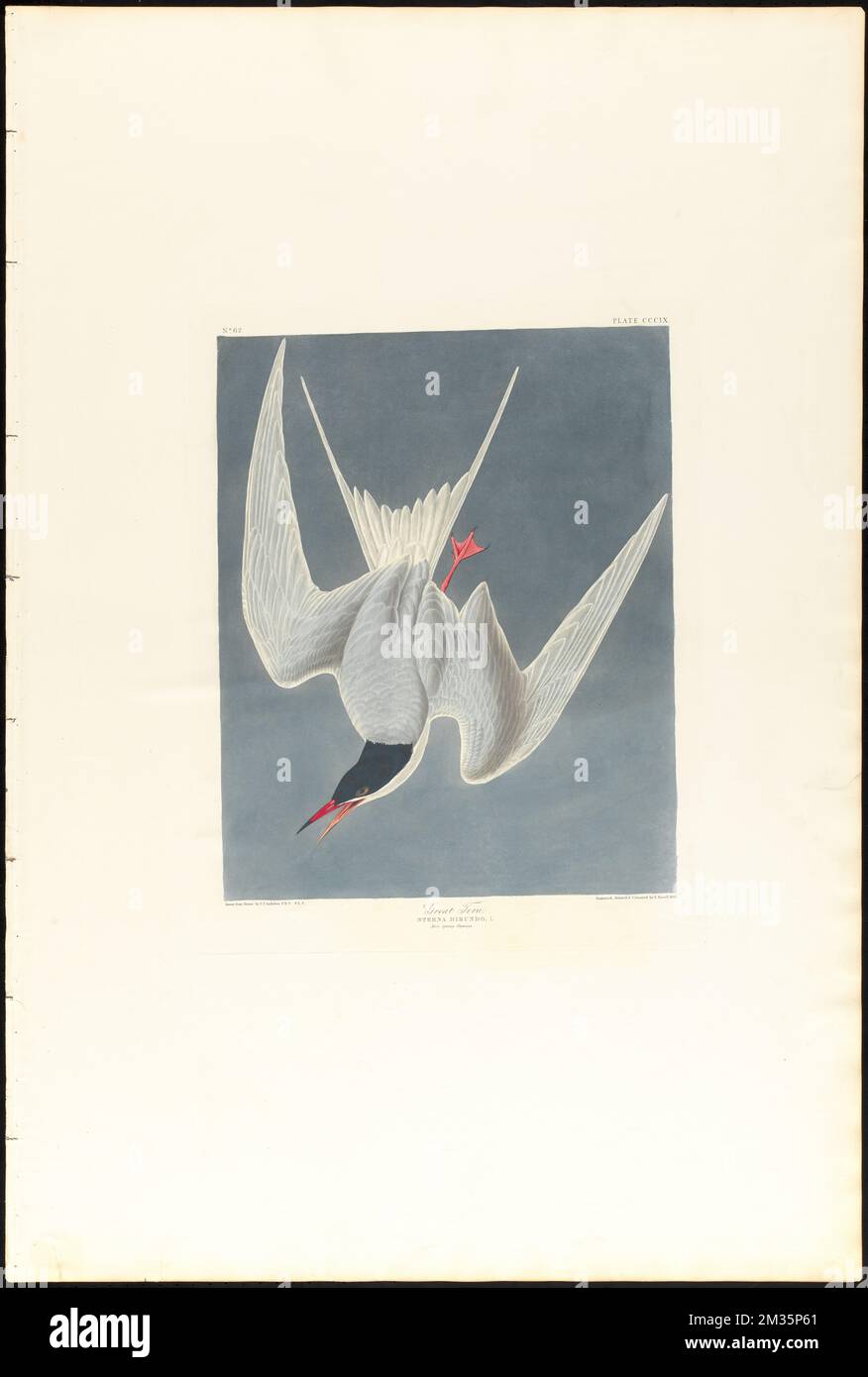 Great tern : Sterna hirundo, L. Male spring plumage. c.1 v.4 plate 309 ...