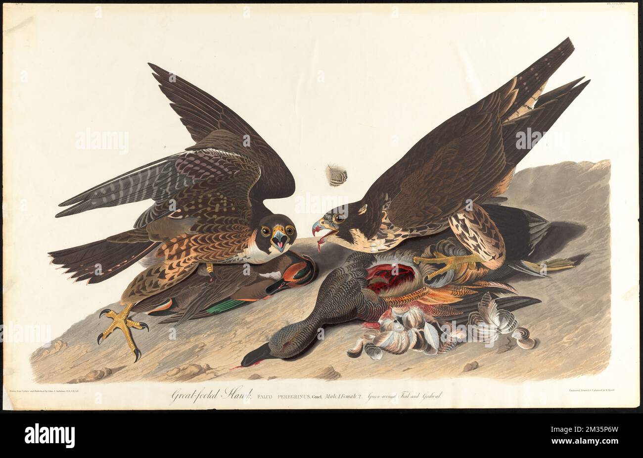 Great-footed hawk : Falco peregrinus, Gmel. Male, 1. Female, 2. Green ...