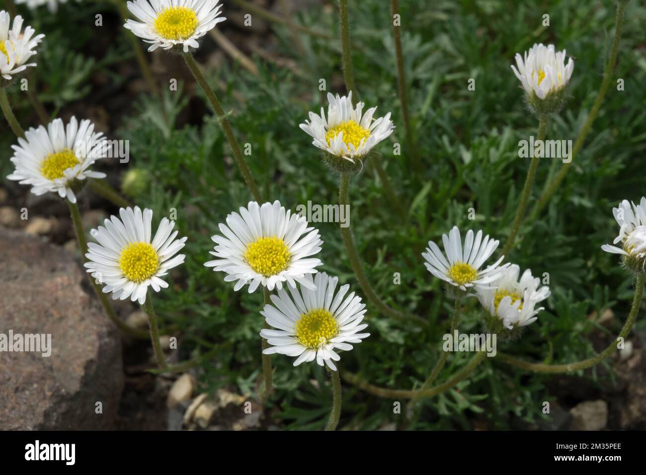 Cushion fleabane hi-res stock photography and images - Alamy
