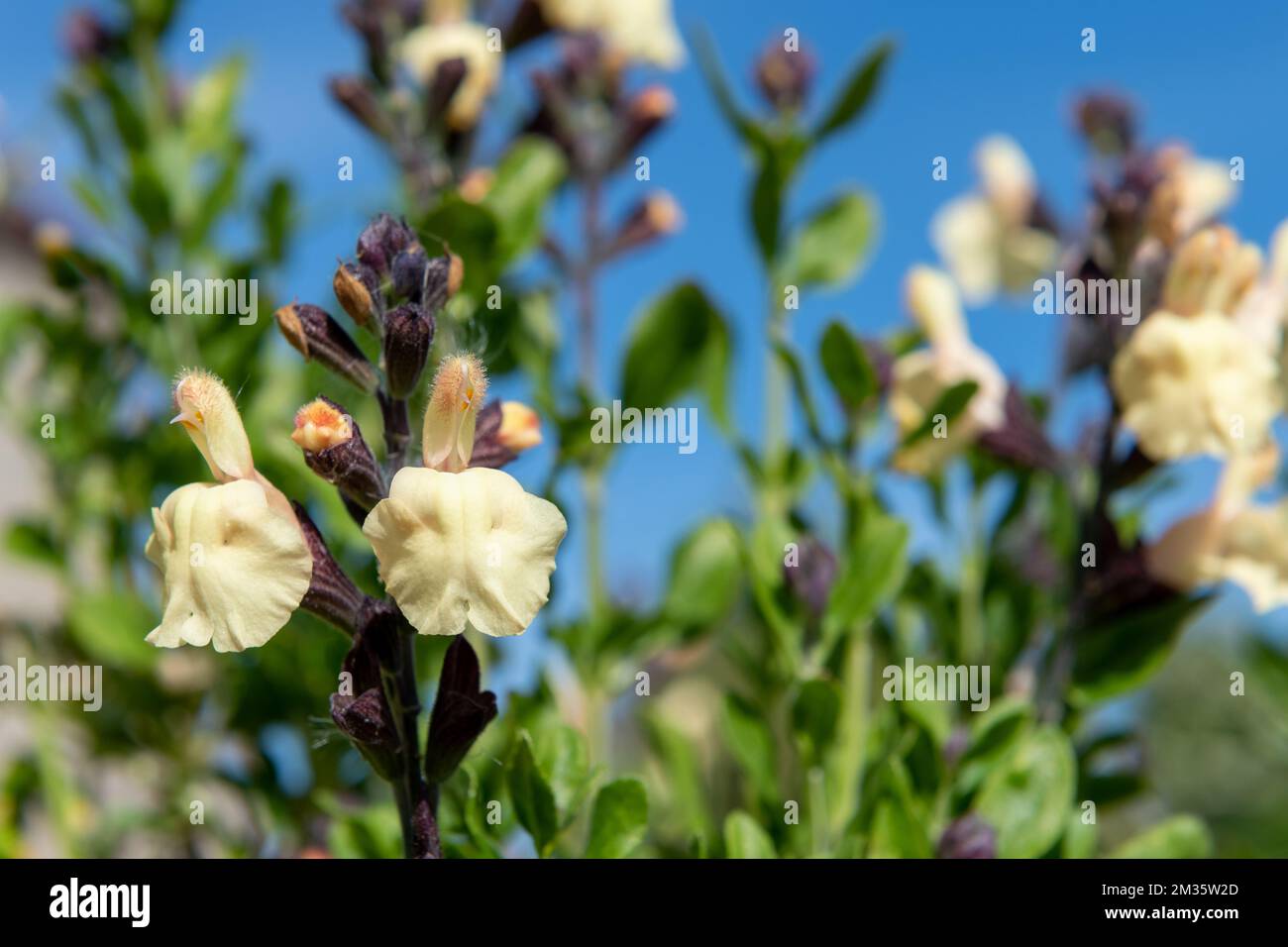 Macro shot of yellow salvia flowers in bloom Stock Photo - Alamy