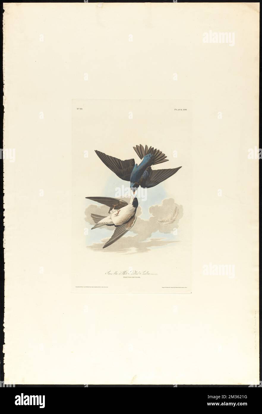 Green-blue or white bellied swallow : Male, 1. F, 2. Hirundo bicolor. c ...